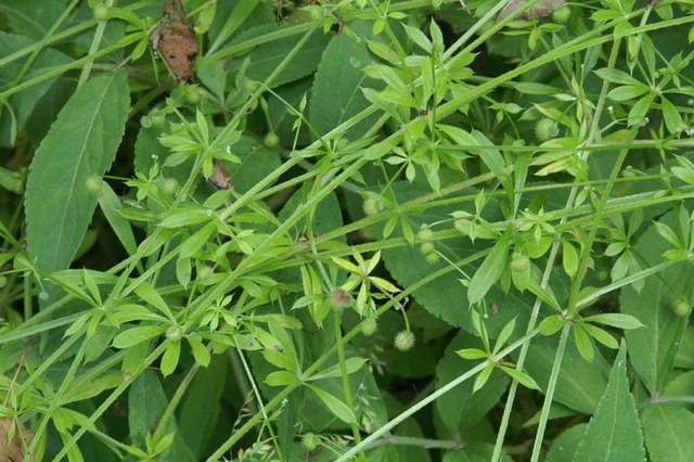 How To Identify Garden Weeds Uk | Fasci Garden