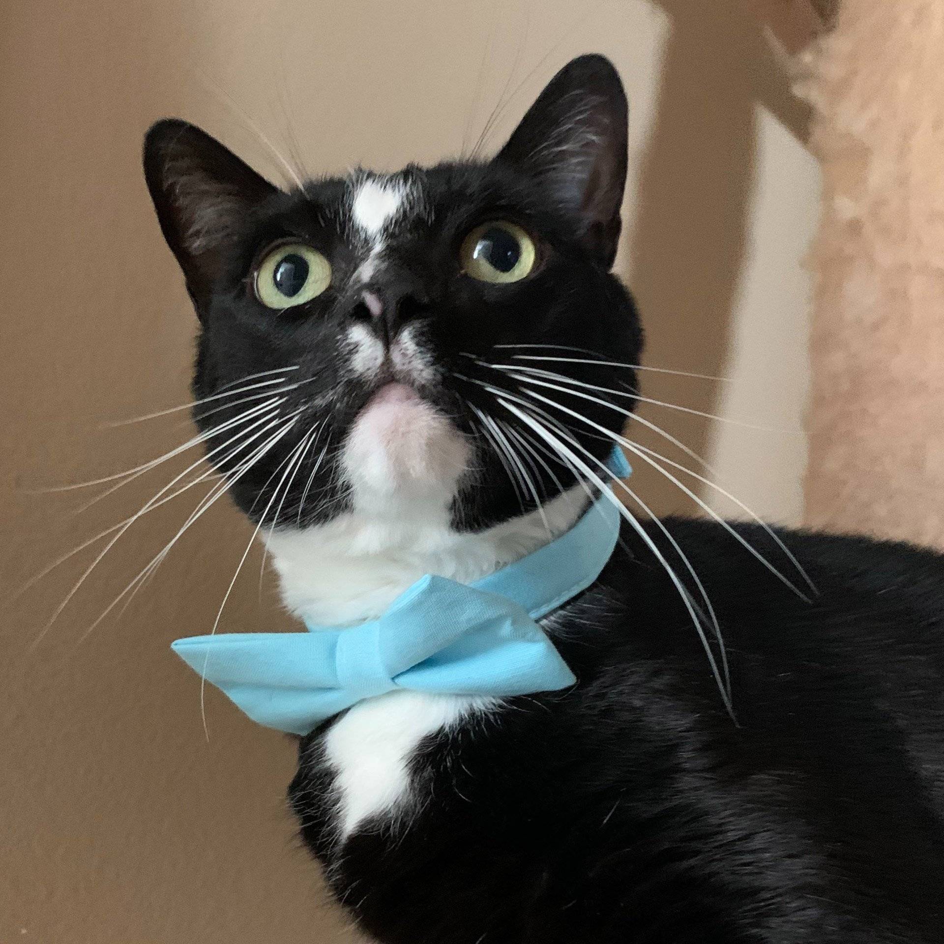 Bow Cat Show