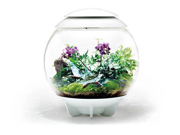 Terrarium Tips for Healthy Plants and Vibrant Life | biOrb US – biOrb [US]