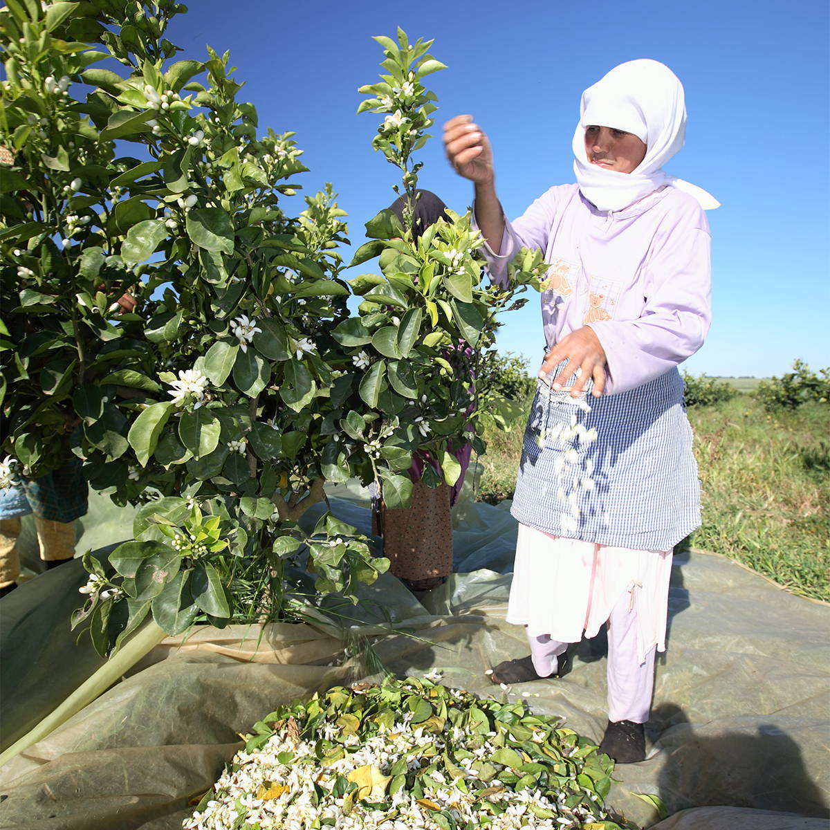 Benefits & Uses of Neroli Essential Oil