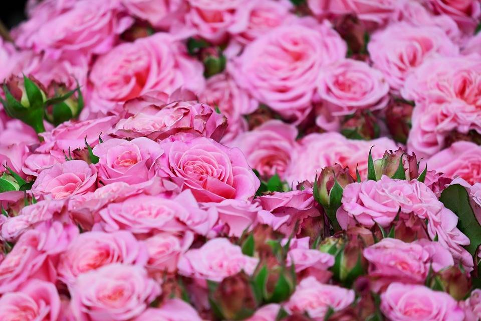 Potatura rose - Come potare le rose correttamente