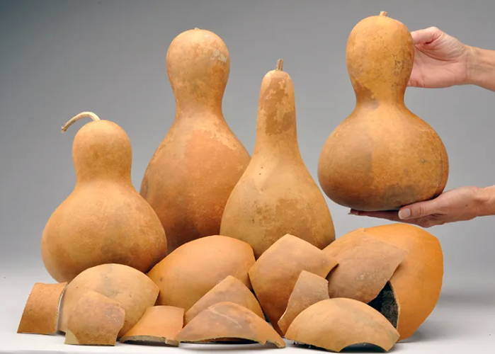 Small Box of Practice Gourds - Welburn Gourd Farm