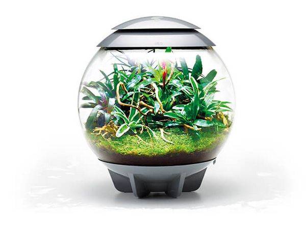 Terrarium Tips for Healthy Plants and Vibrant Life | biOrb US – biOrb [US]