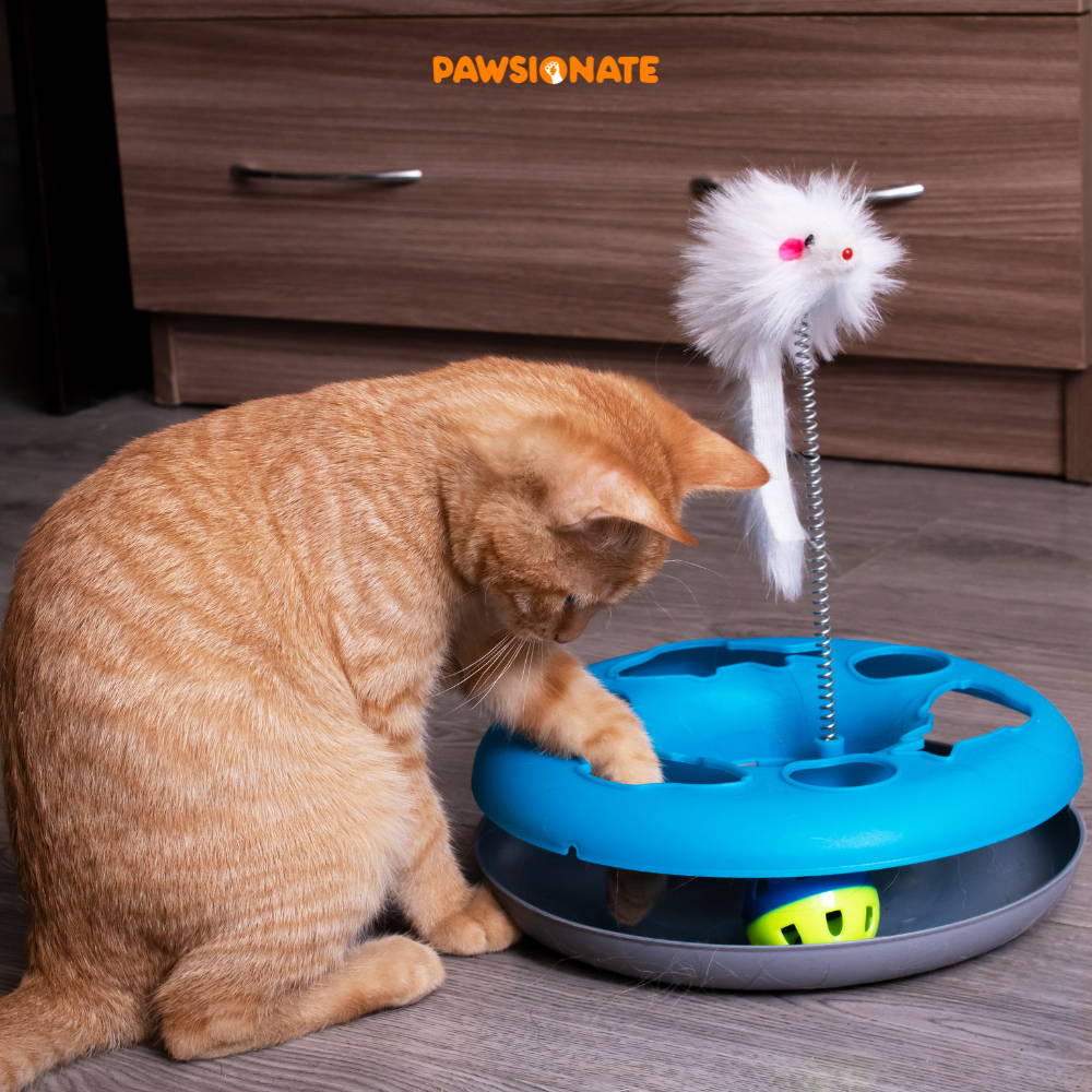 Time-Saving Hacks: 5 Tips for Busy Pet Owners to Keep Their Furry Frie ...