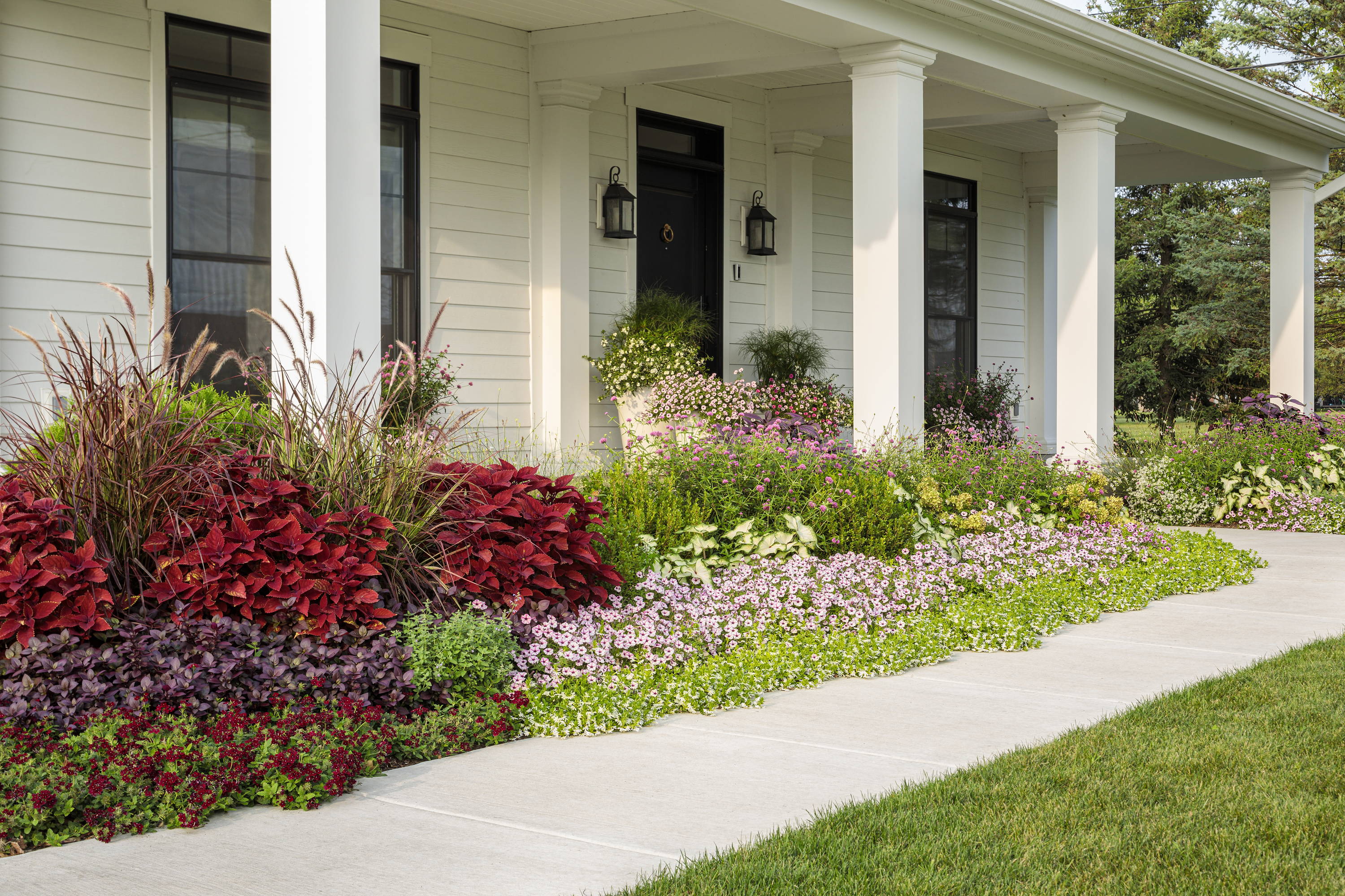 Proven Winners Direct™ | Proven Winners® Outdoor Plants Online