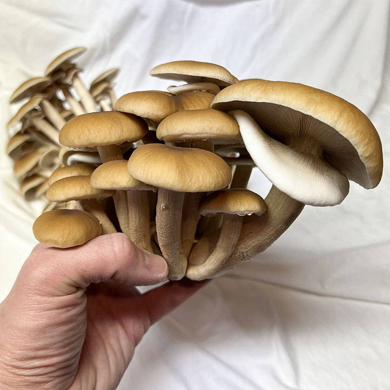 Spore to Fork's Best Pioppino Mushroom Recipes | North Spore