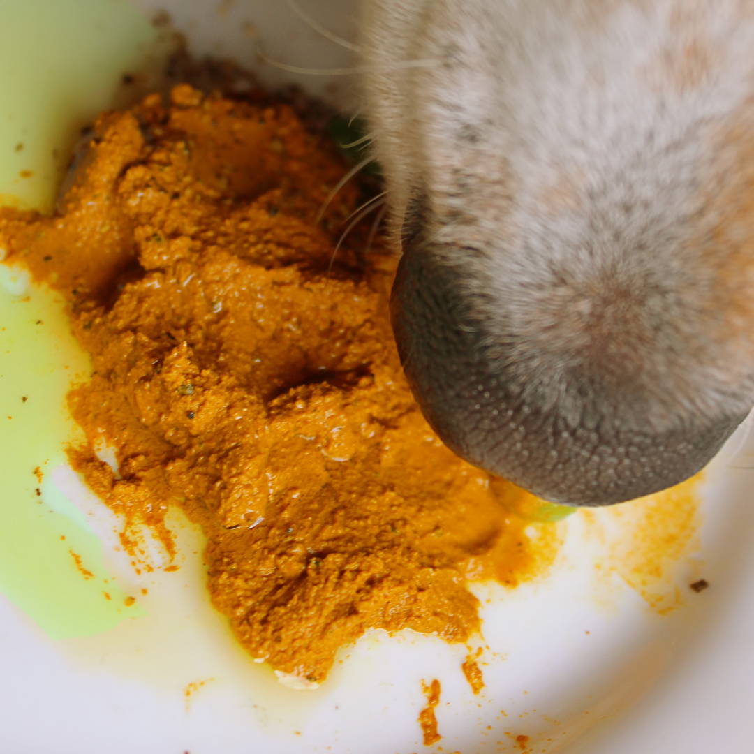 La Cúrcuma Es Segura Para Perros Y Gatos