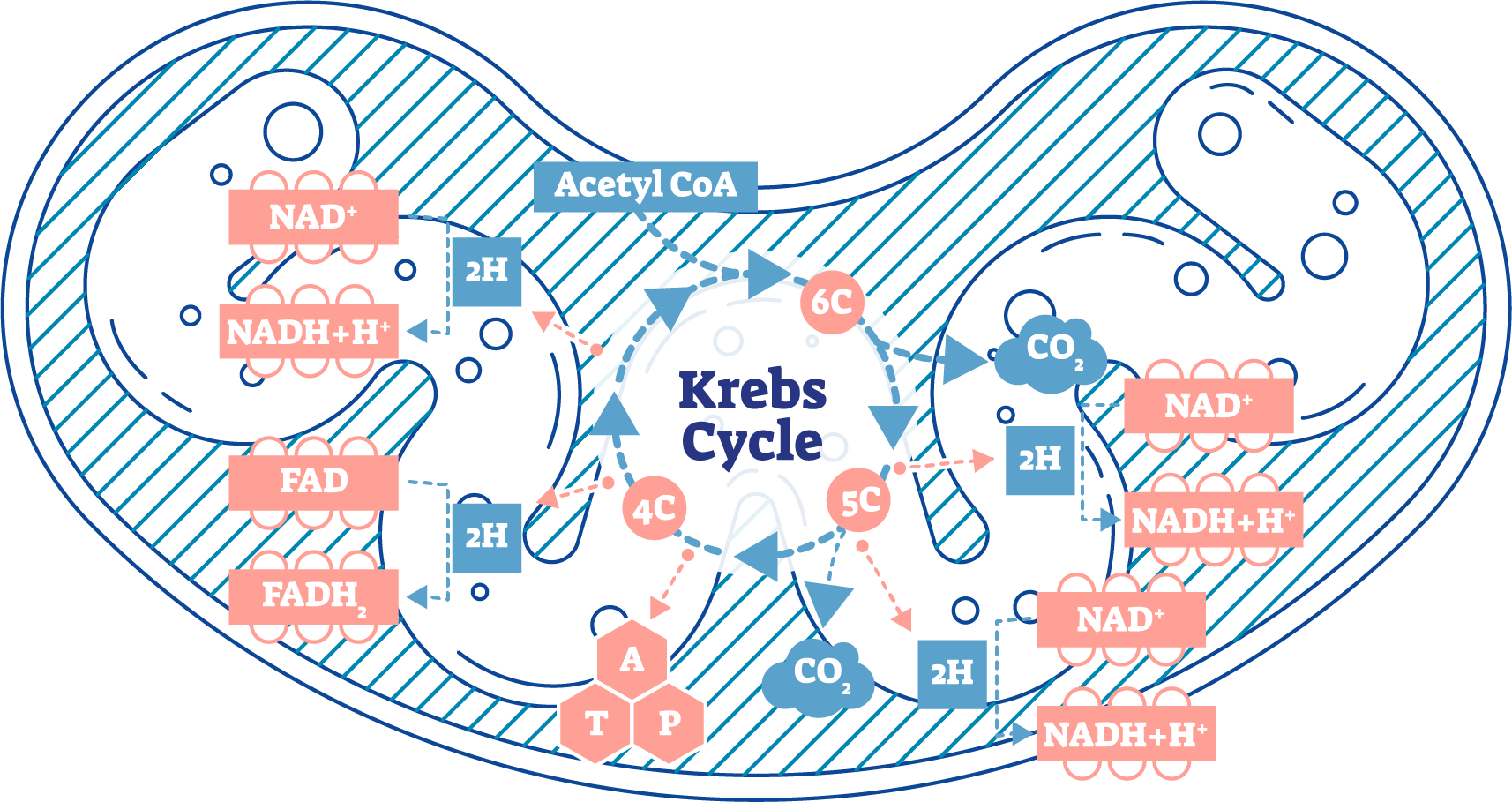 What’s the Difference Between NAD+ and NADH?