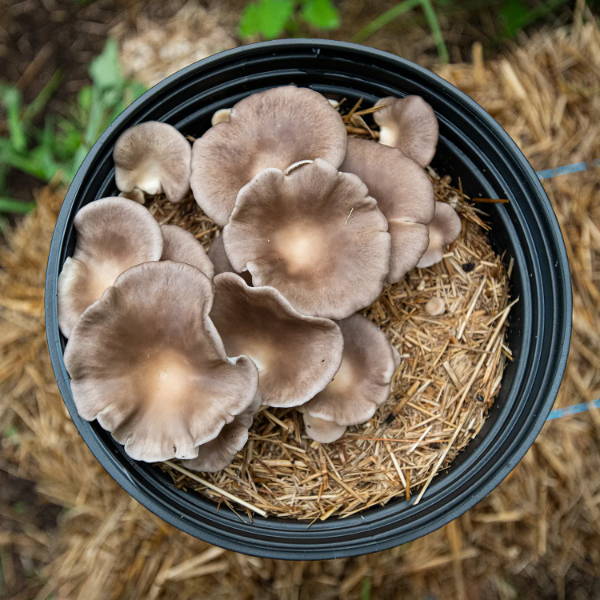 Mushroom Inoculation in Fall | North Spore