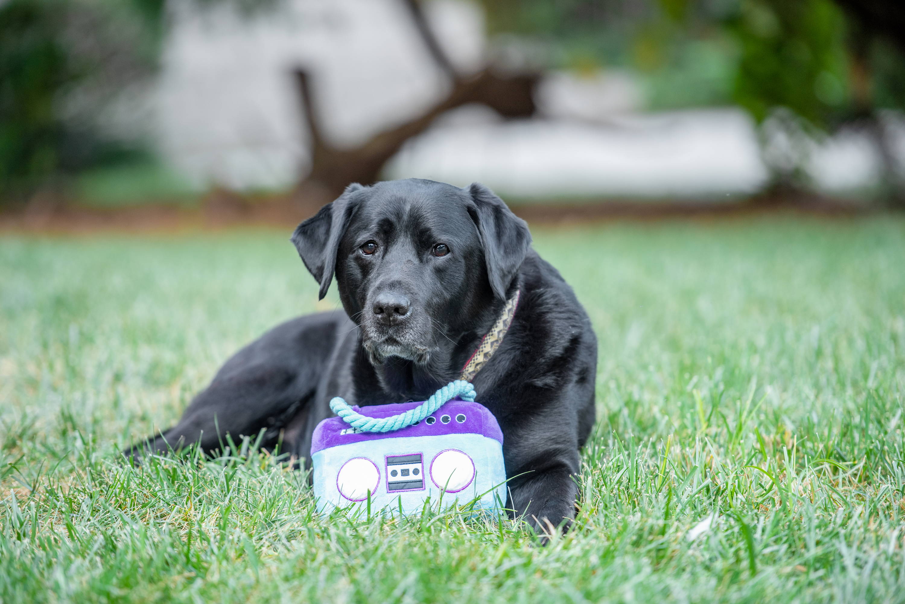 halloween – BoxDog