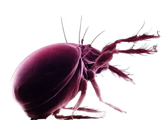 Allergie voor huisstofmijt | Alles over allergie