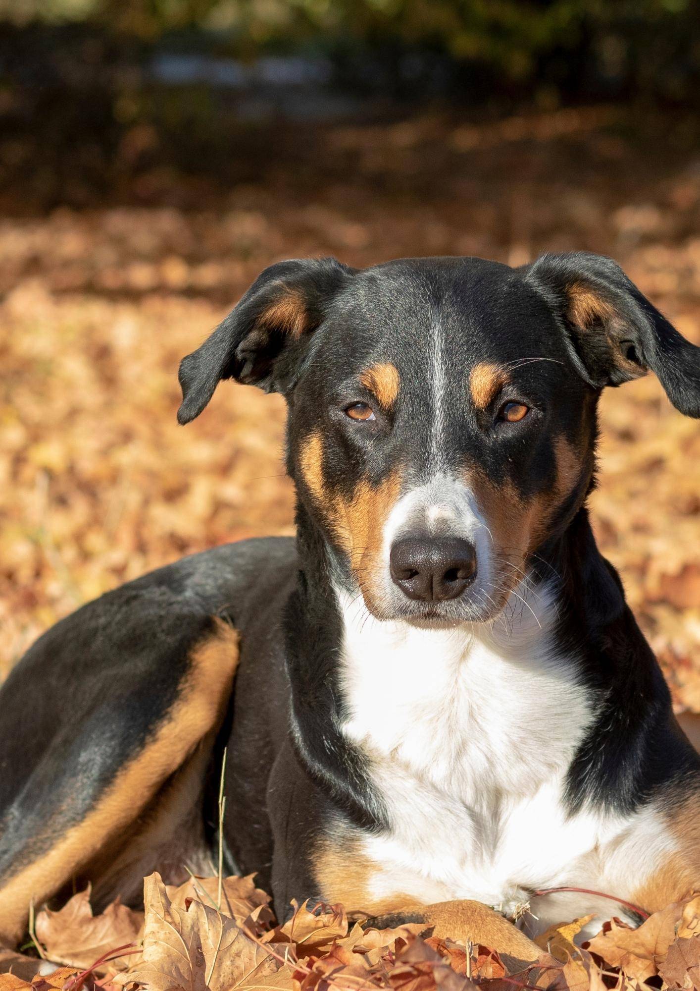 Top 5 Best Guard Dogs For First Time Owners – Pawsionate
