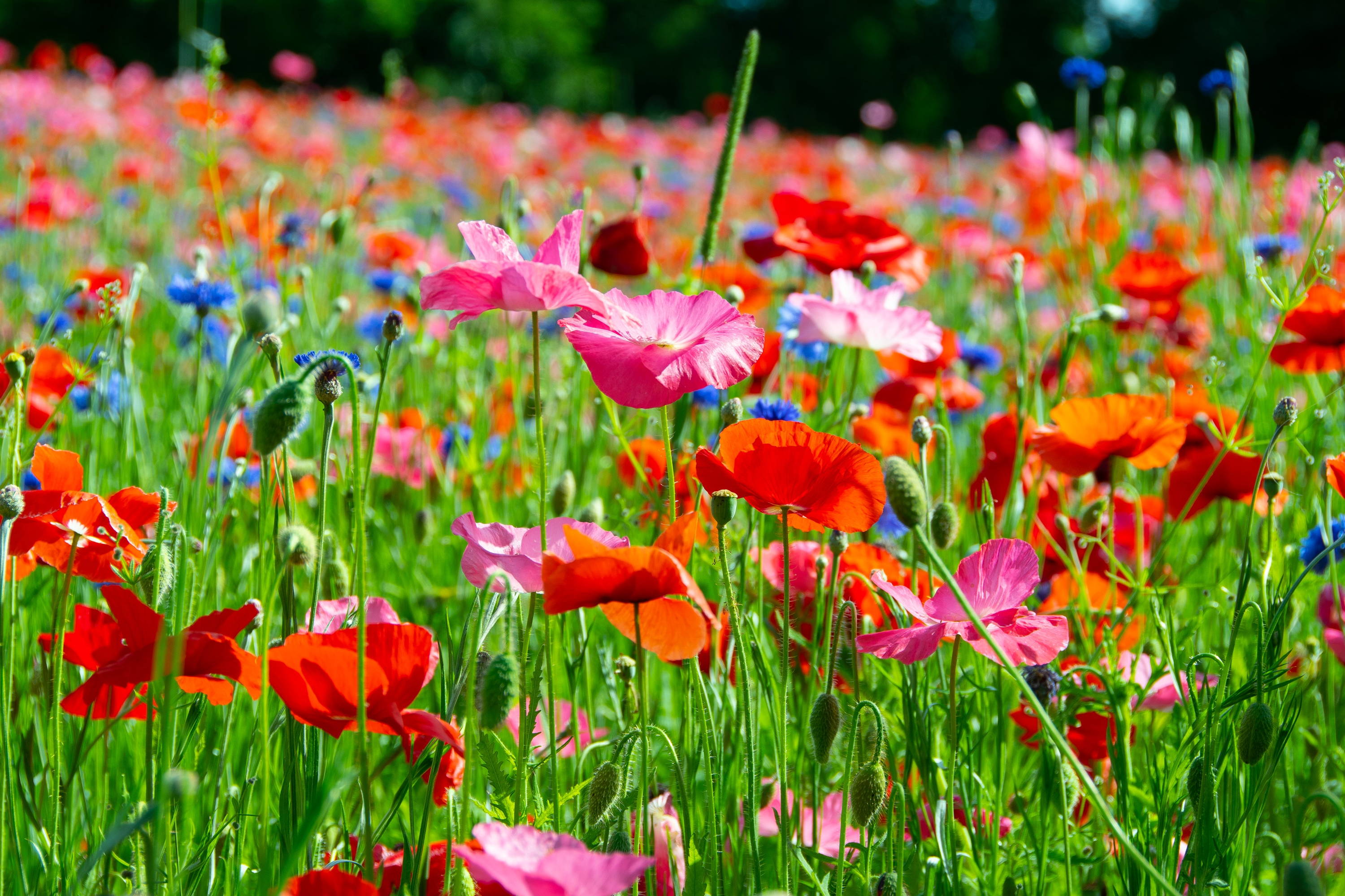 How To Grow Wildflowers | Marshalls – Marshalls Garden
