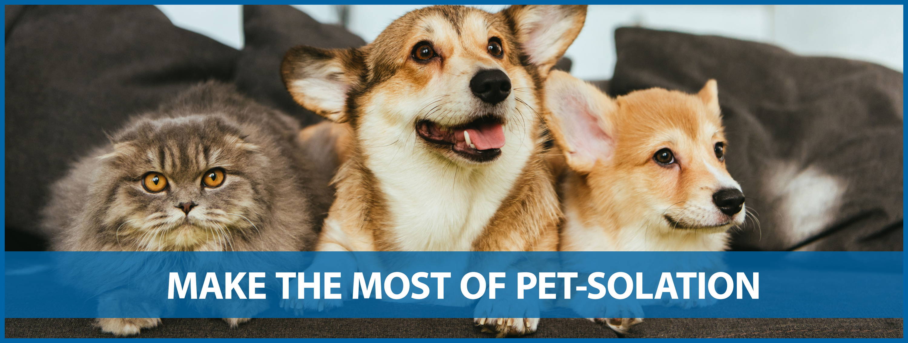 How to make the most of isolation with your pet - PetO
