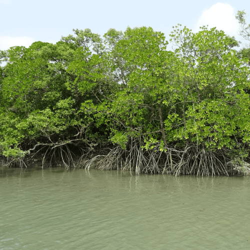 Mangrove Swamp Food Web